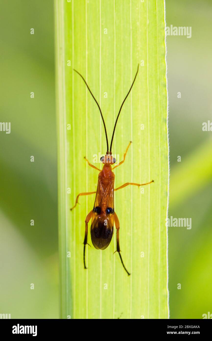 Insect rear hi-res stock photography and images - Alamy