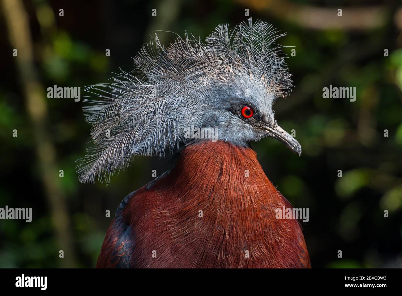 Portrait of a goura bird, Indonesia Stock Photo - Alamy