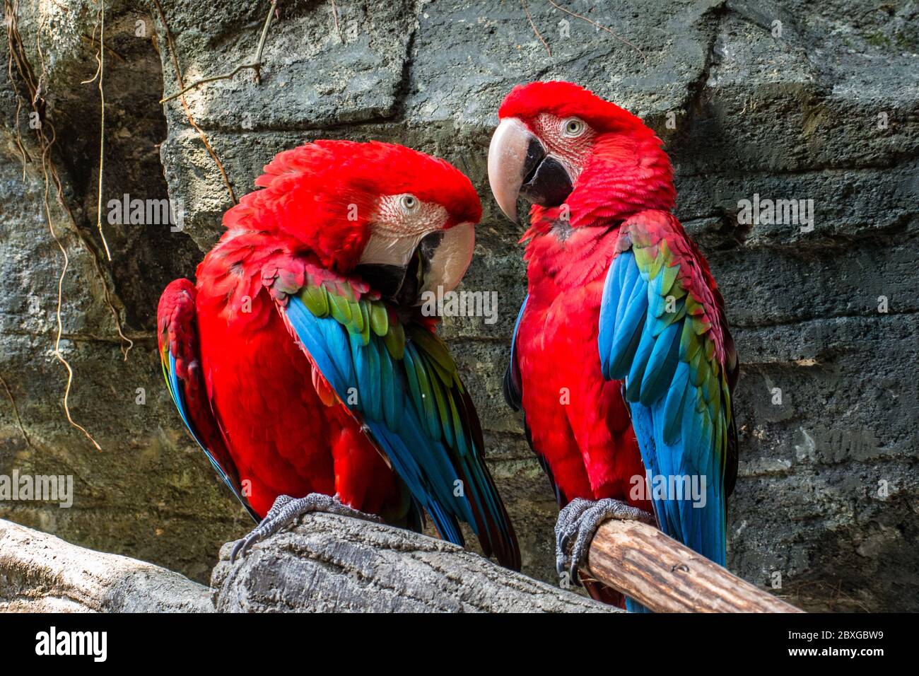 Portrait of two macaws on a branch, Indonesia Stock Photo - Alamy