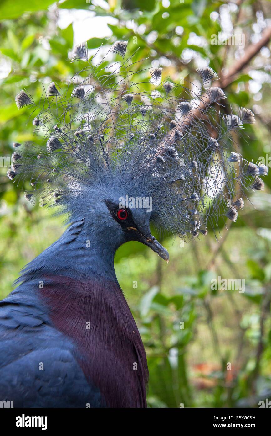 Portrait of a goura bird, Indonesia Stock Photo - Alamy