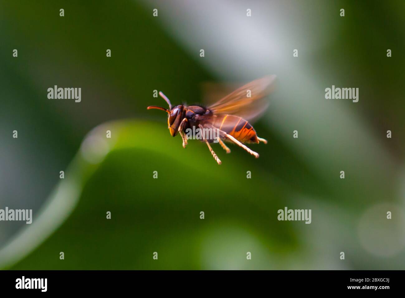 Hornet copy hi-res stock photography and images - Alamy