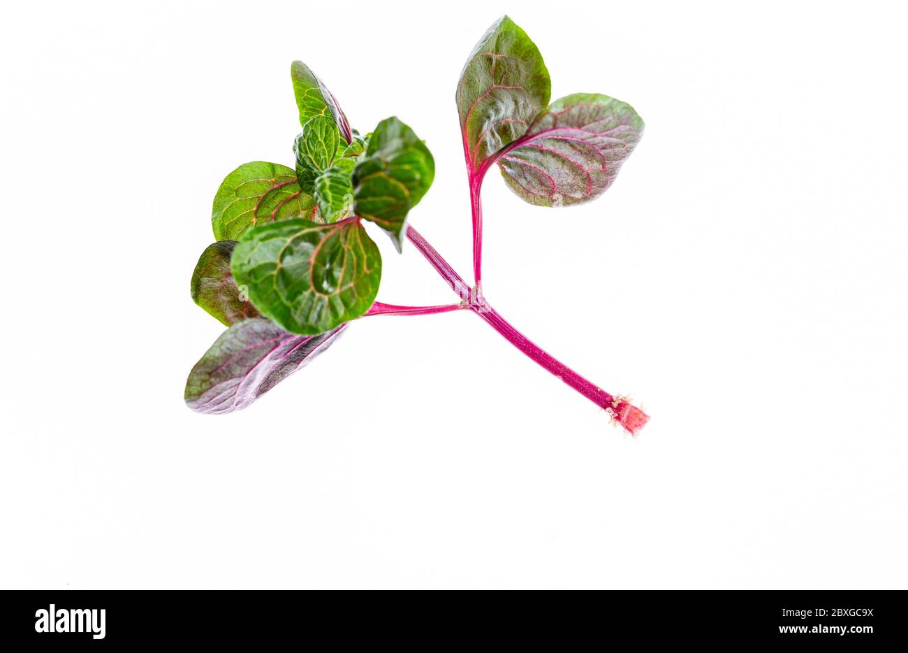 Plant graft with young roots against a white background. Potted flowers ...