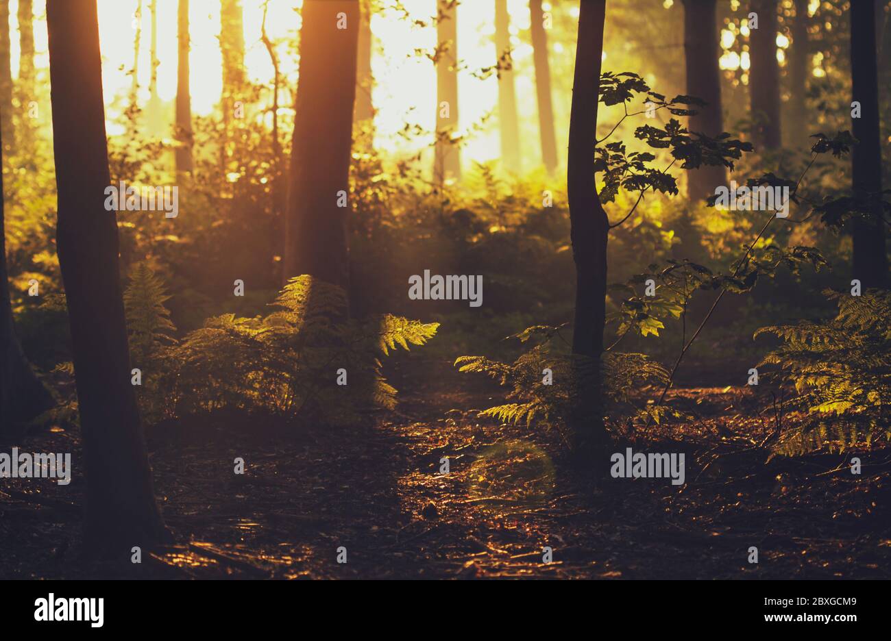 Forest at sunrise, Belgium Stock Photo - Alamy