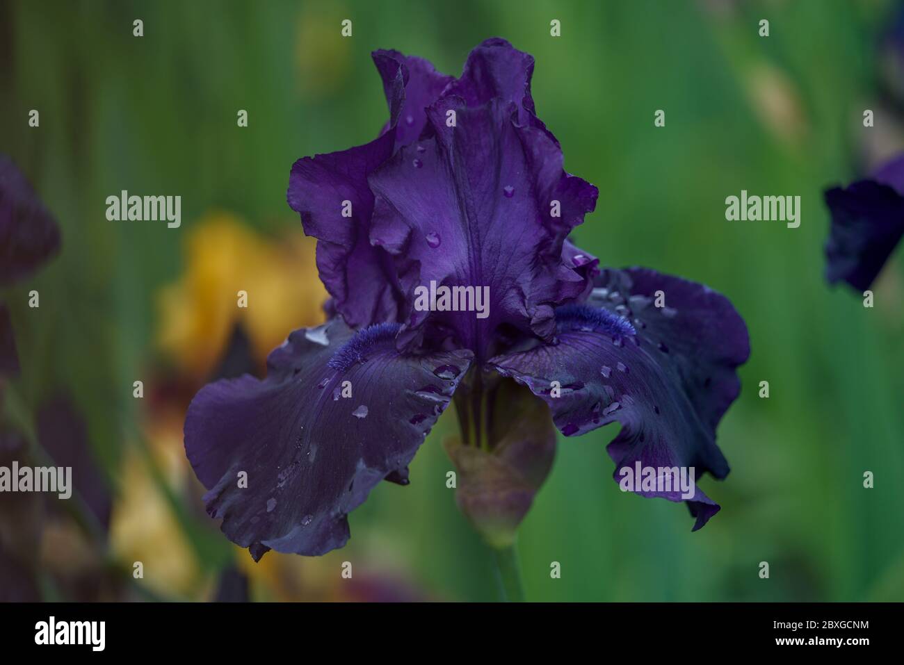 Deep violet Iris Night owl flower multicolor iris flower in close-up ...