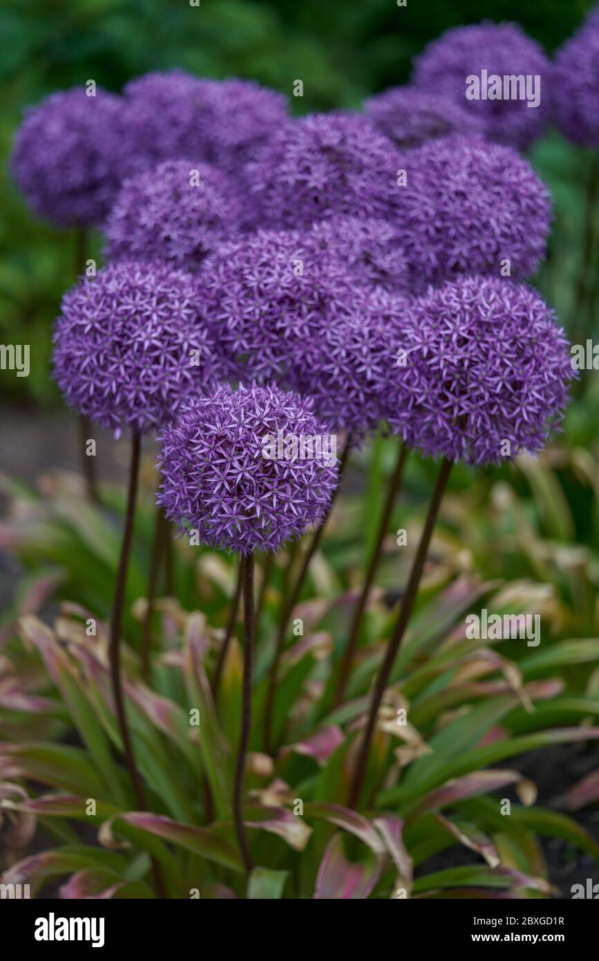 Ornamental garlic purple violet flowers close up Alium Gladiator ...