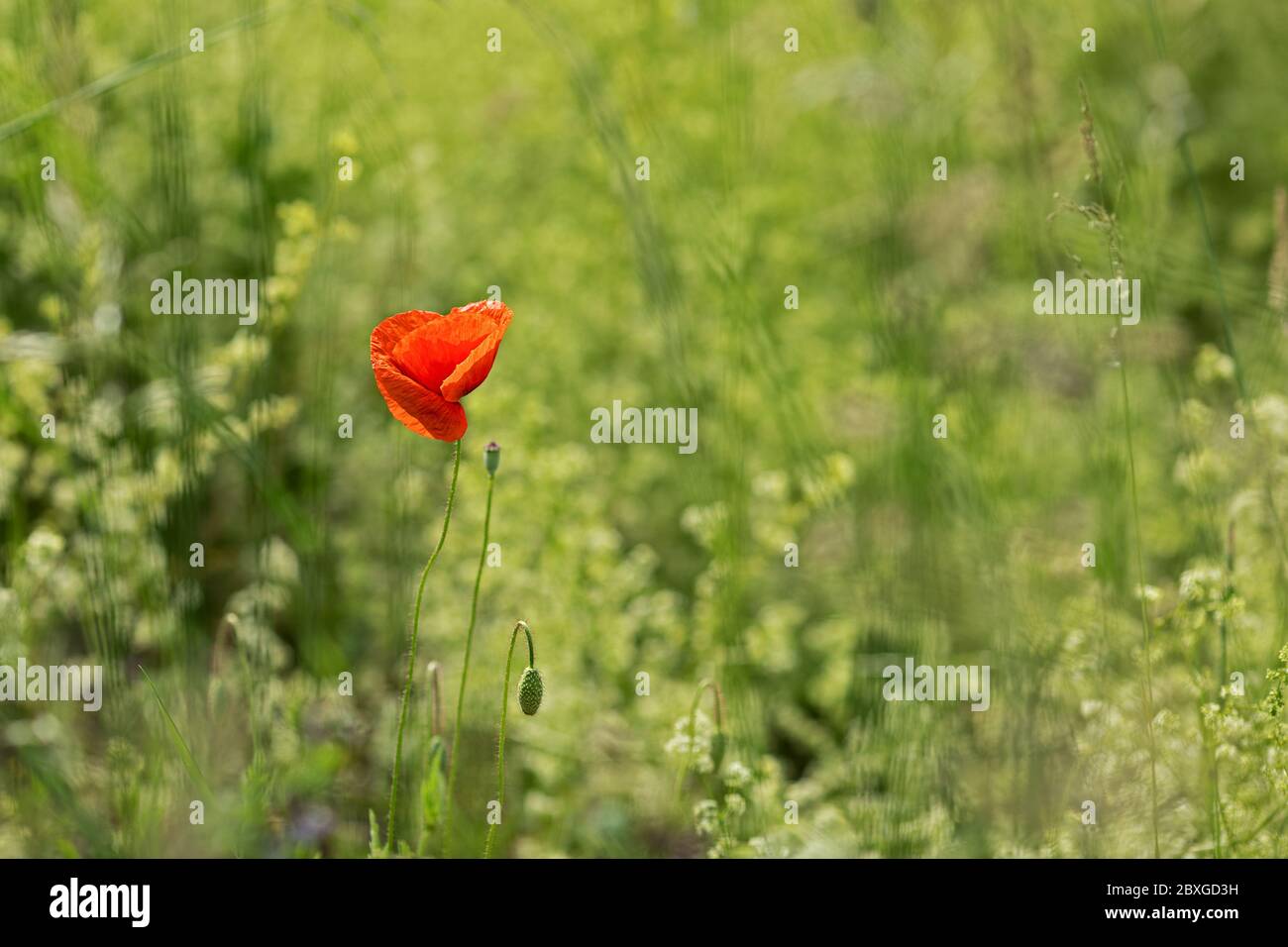 single flower of a Papaver rhoeas surrounded by green grass Stock Photo ...