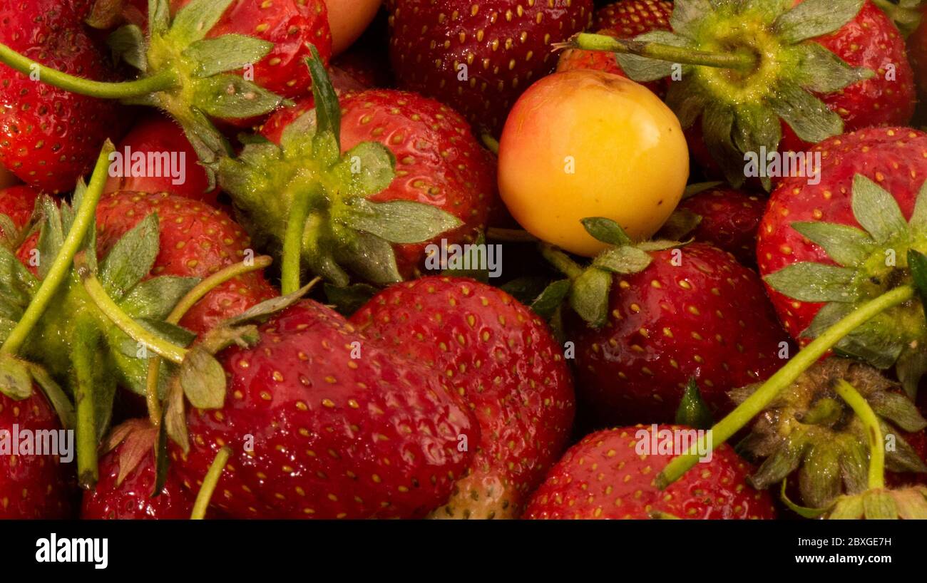 Close up of fresh strawberries ready for picking Stock Photo - Alamy