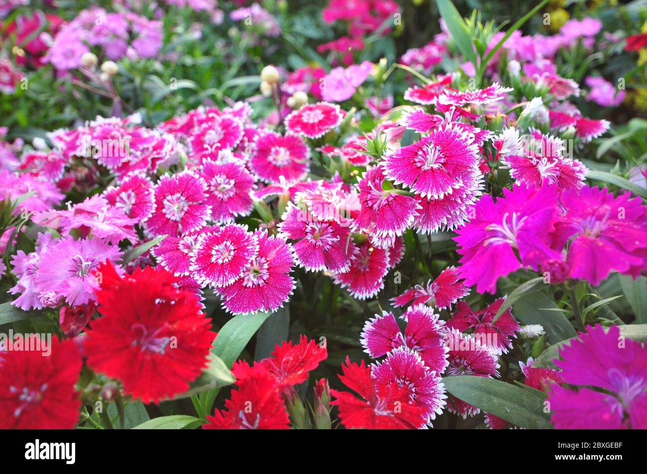 Red white dianthus flowers hi-res stock photography and images - Alamy