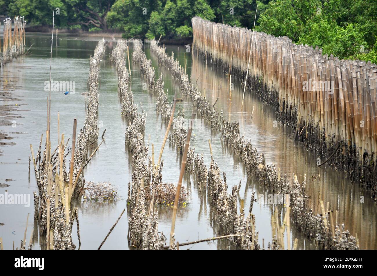Line breakwater made of long bamboo stick in the mud Stock Photo - Alamy