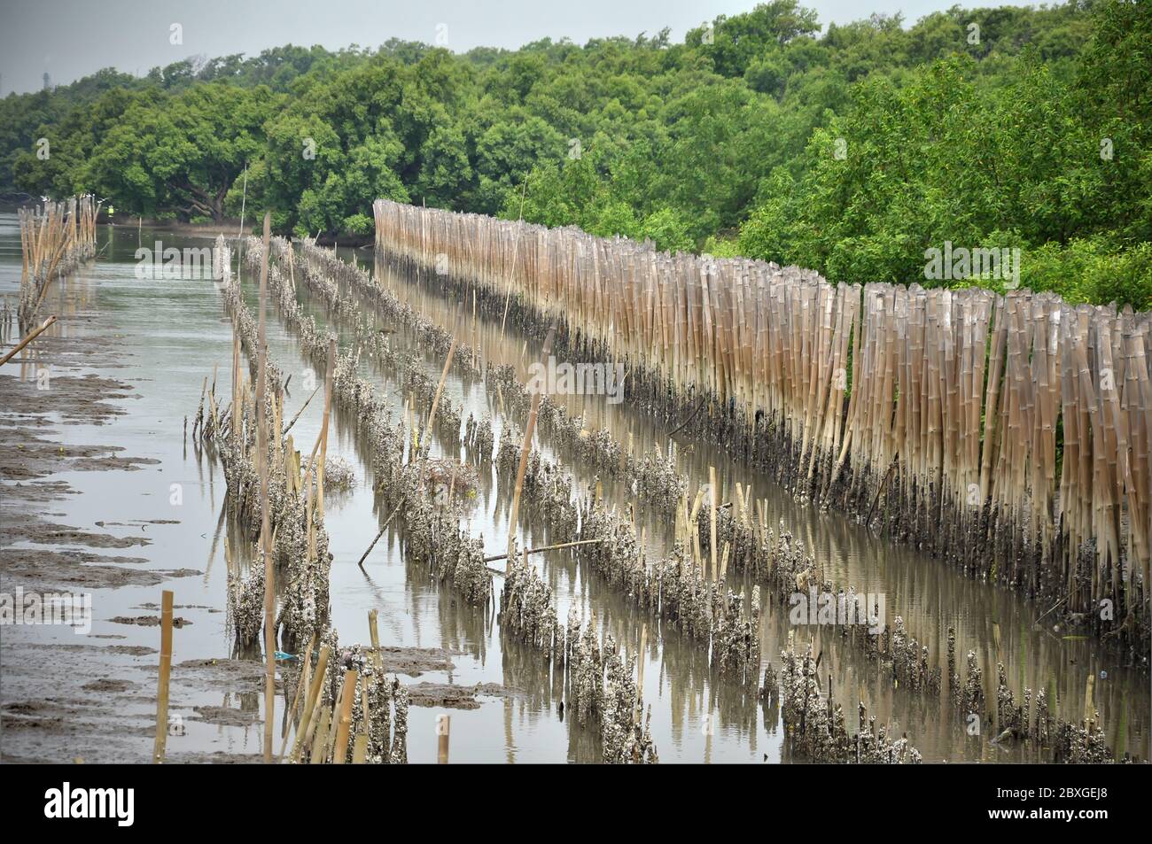 Line breakwater made of long bamboo stick in the mud Stock Photo - Alamy