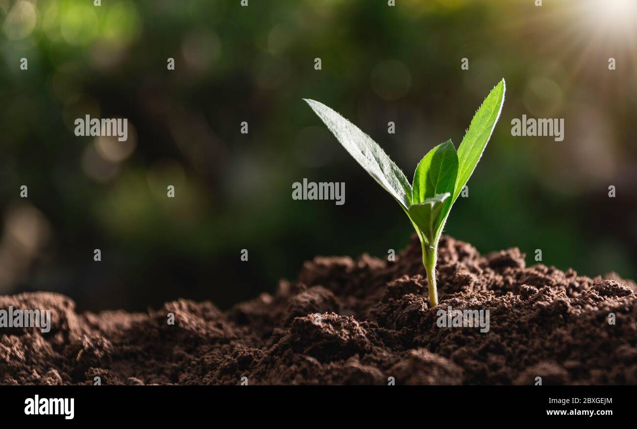 Plant insert hi-res stock photography and images - Alamy