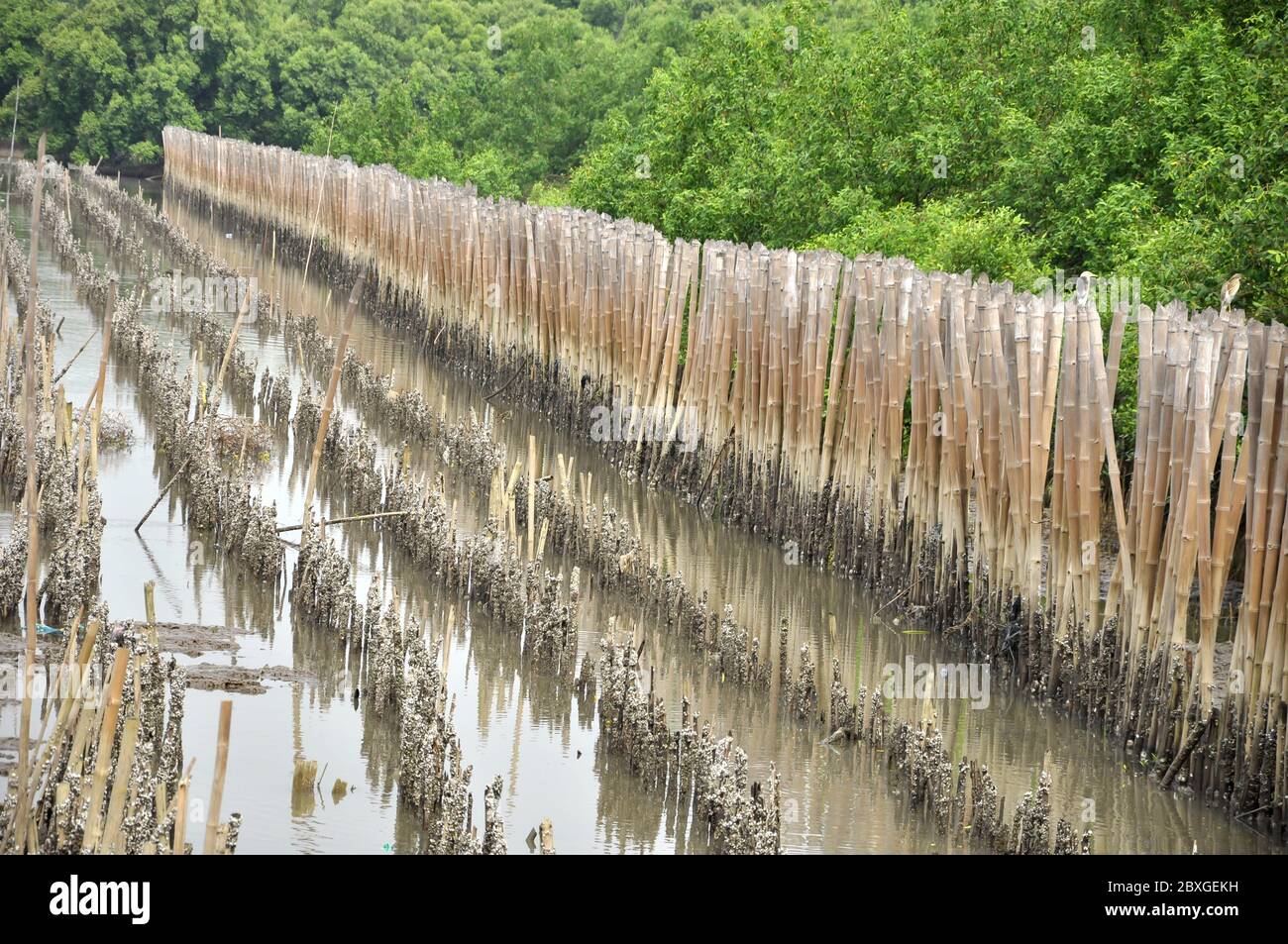 Line breakwater made of long bamboo stick in the mud Stock Photo - Alamy