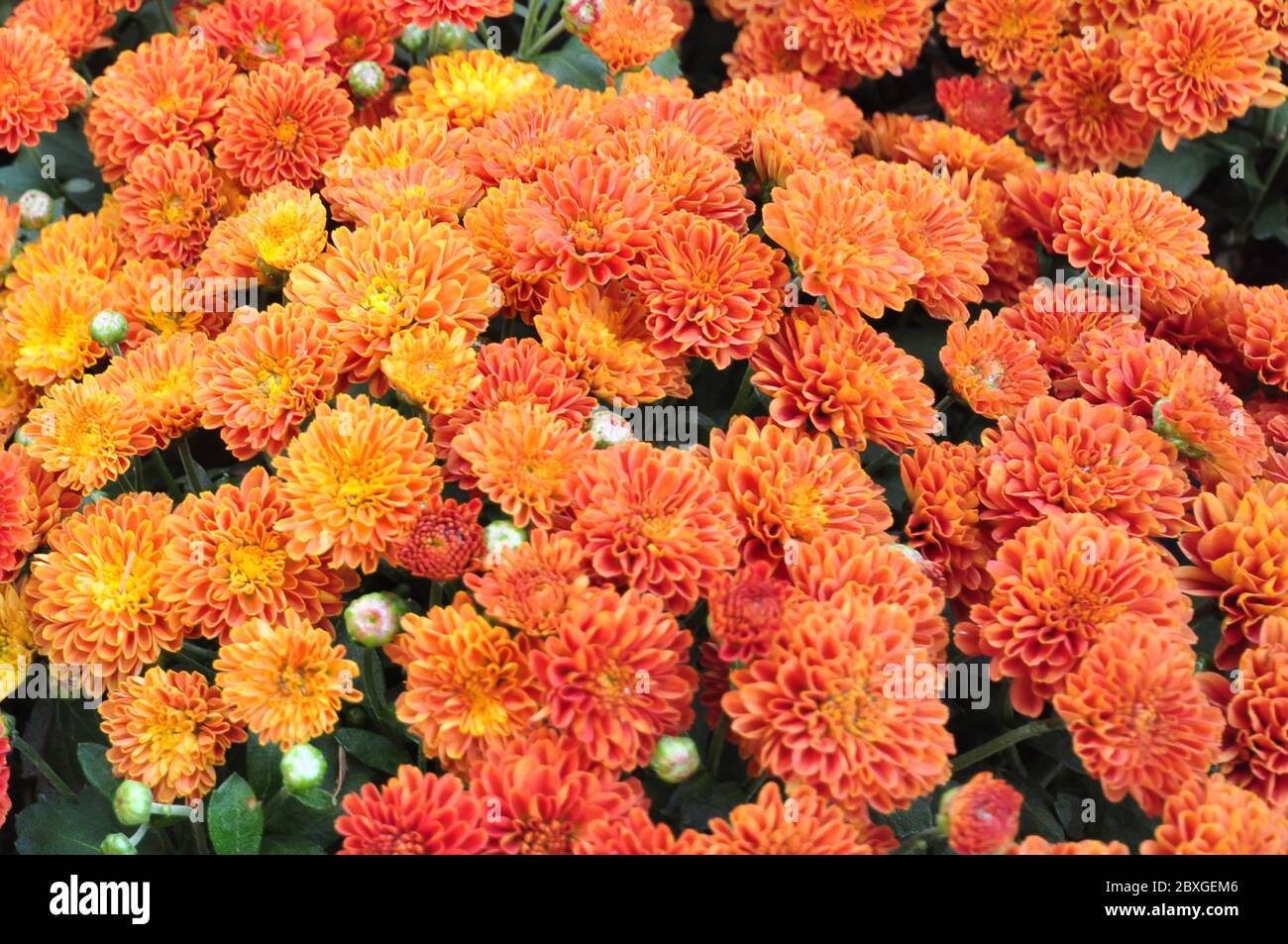 Chrysanthemum is another popular cut flower cultivation and use. Is 2nd ...