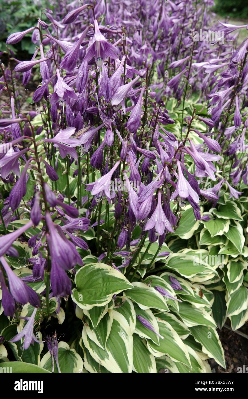 Flowering Hostas High Resolution Stock Photography and Images - Alamy