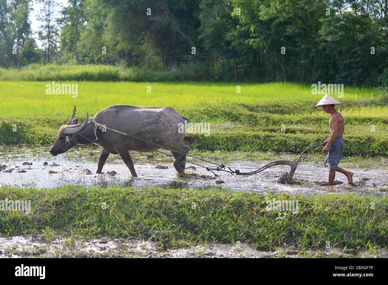 Farmer and his buffalo ploughing a paddy field, Thailand Stock Photo ...