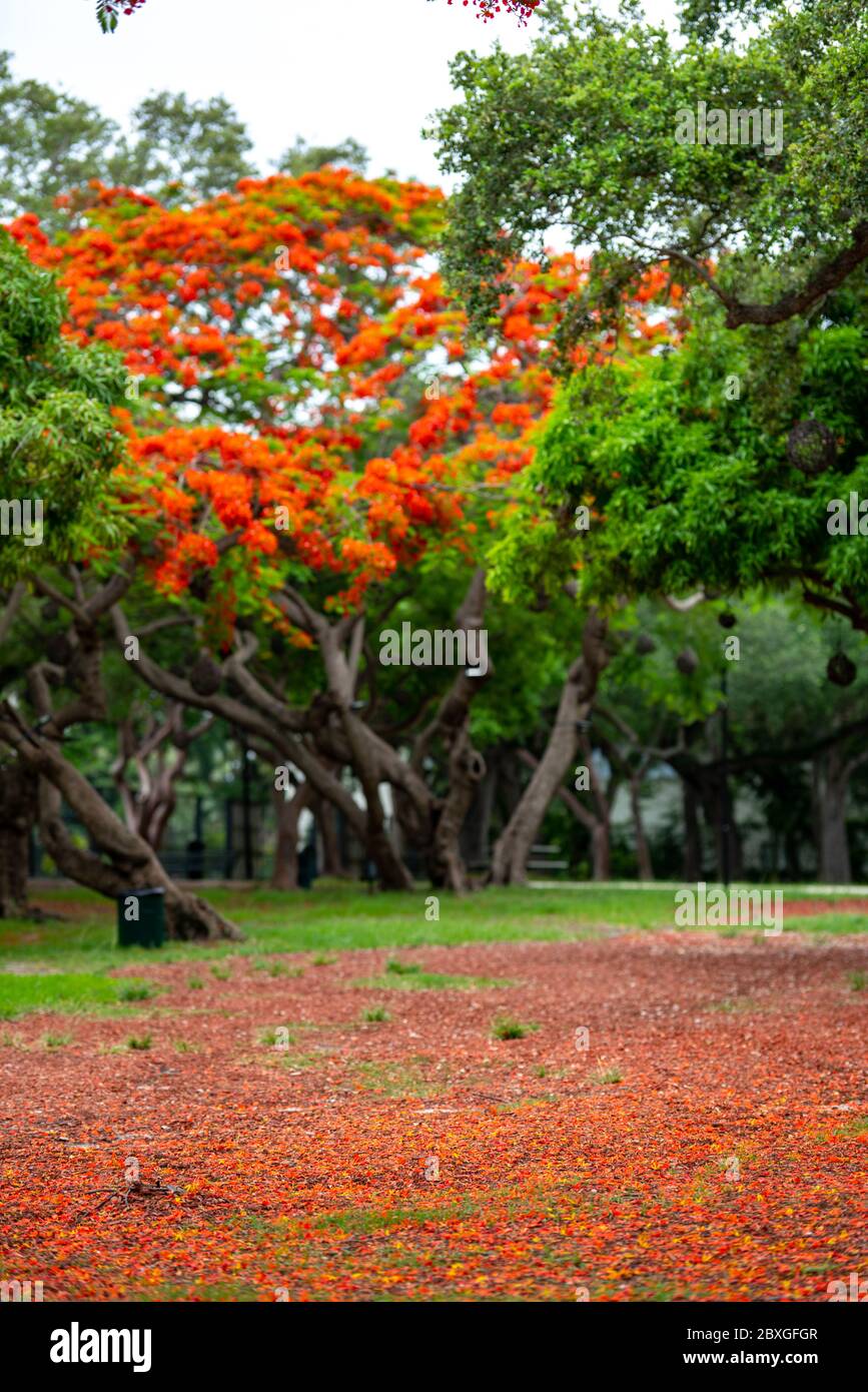 Beautiful nature park scene colorful red and green Stock Photo - Alamy