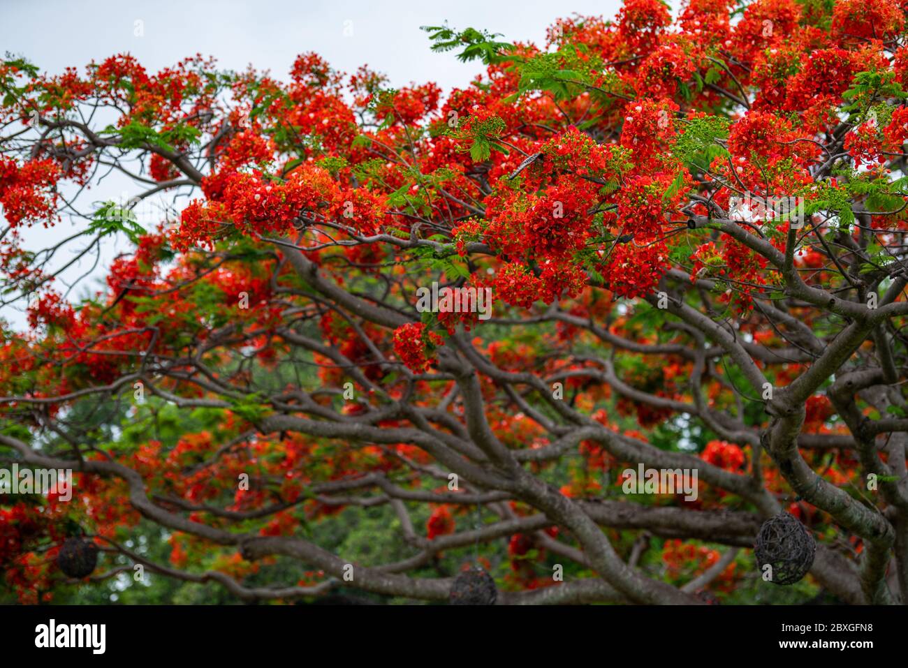 Royal Poinciana Tree bright red colors Stock Photo - Alamy