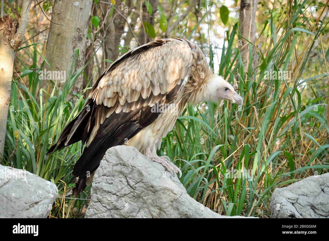 Vulture is scavenger on carcasses of dead animals on African plains ...