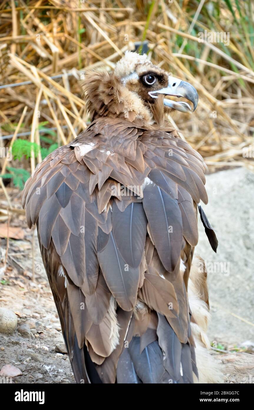 Scavenging birds hi-res stock photography and images - Alamy