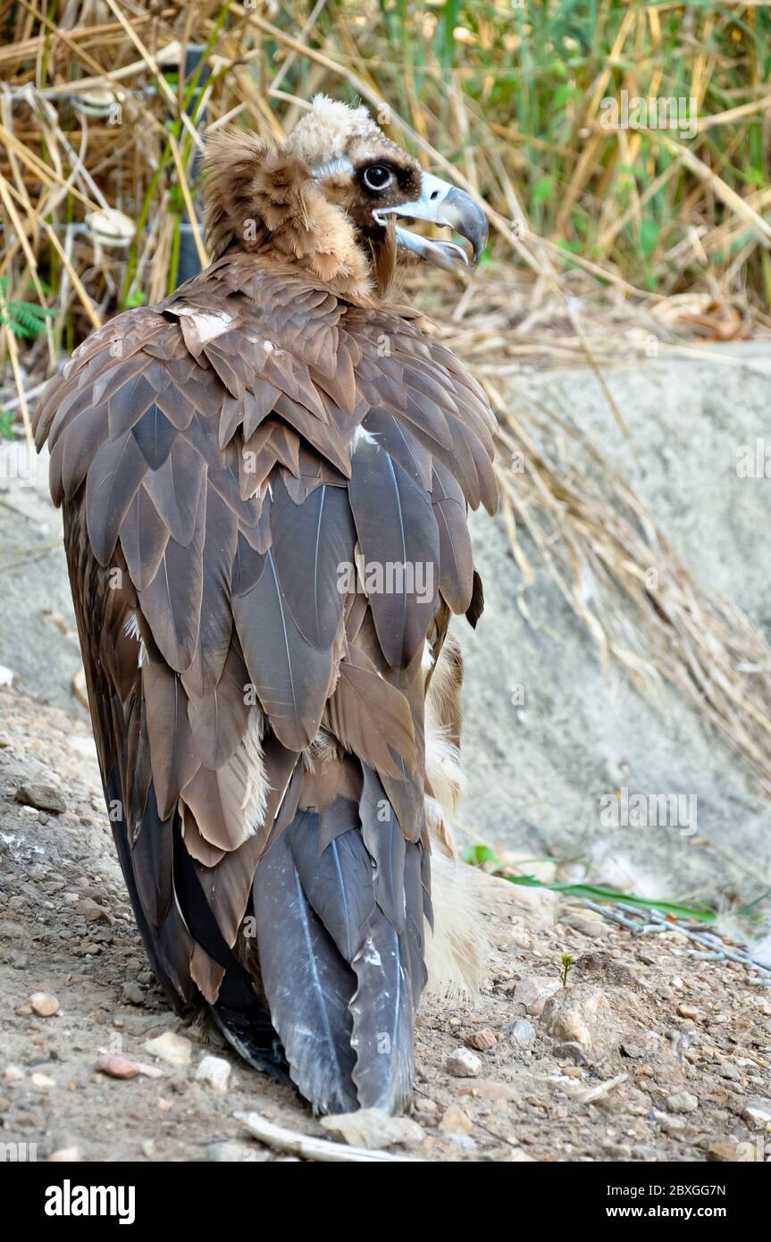 Scavenging birds hi-res stock photography and images - Alamy