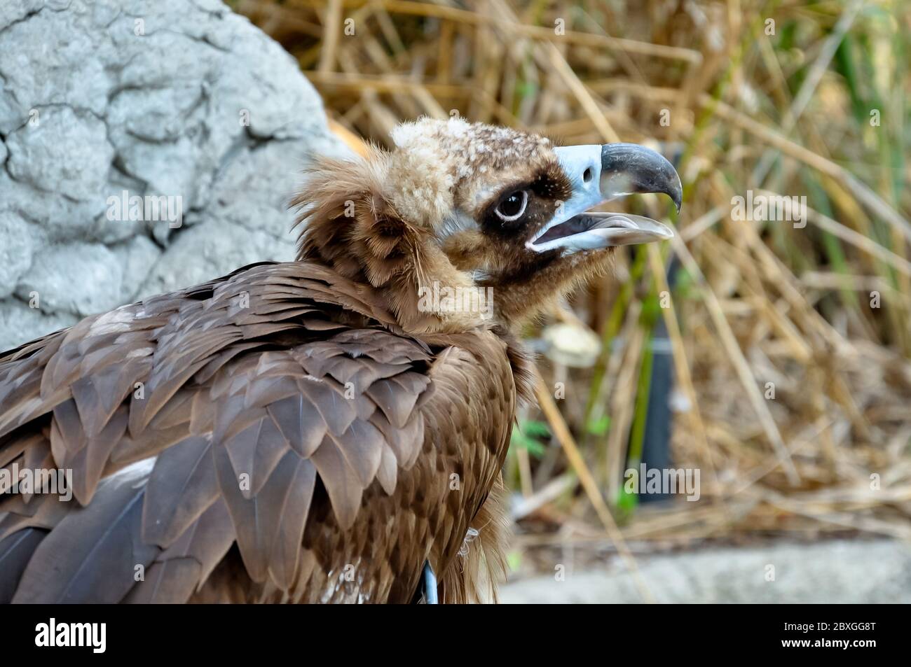 Black Vultures are scavenging birds at large Stock Photo - Alamy