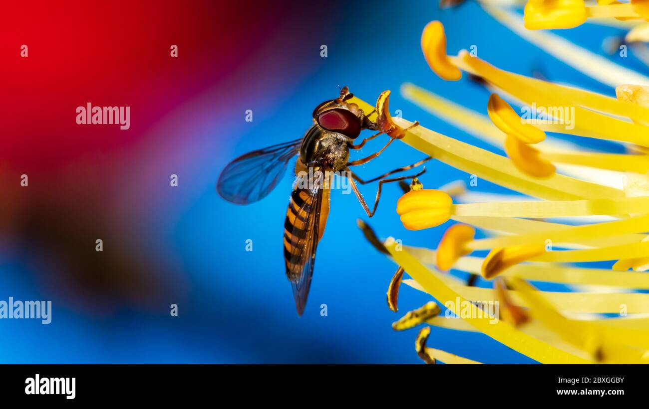 Tiny hoverfly sucks nectar from a rare rocket flower in early cool ...