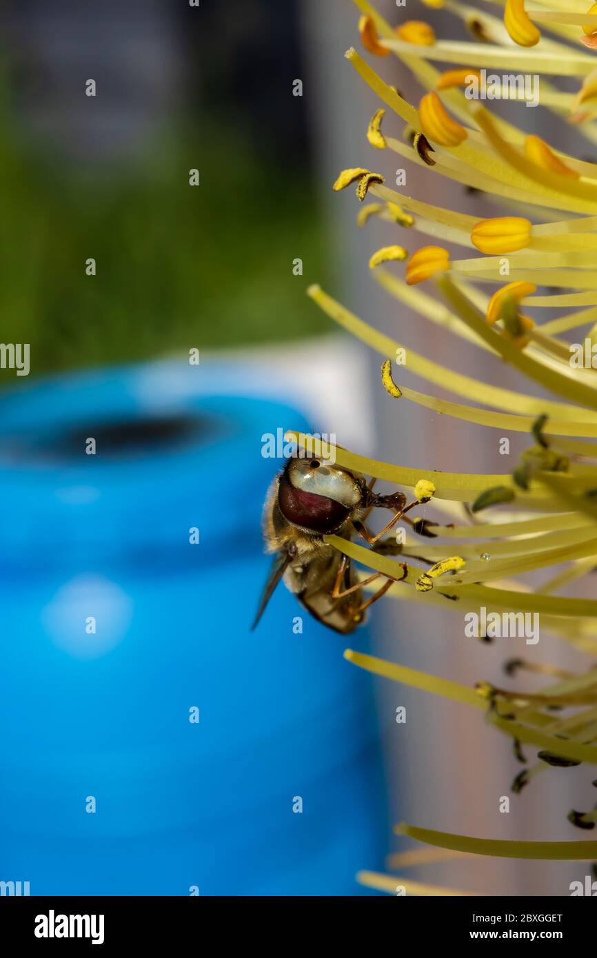 Tiny hoverfly sucks nectar from a rare rocket flower in early cool ...