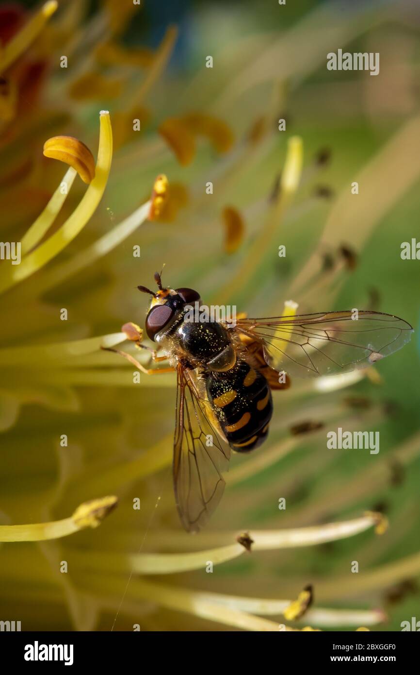 Tiny hoverfly sucks nectar from a rare rocket flower in early cool ...