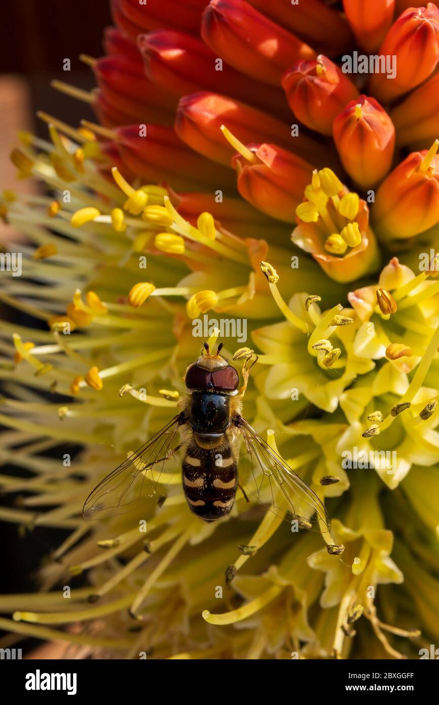 Tiny hoverfly sucks nectar from a rare rocket flower in early cool ...