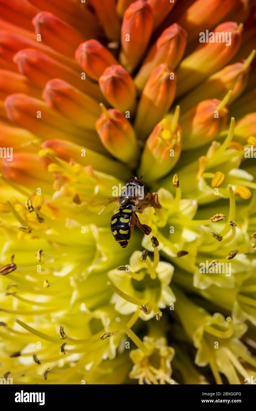 Tiny hoverfly sucks nectar from a rare rocket flower in early cool ...
