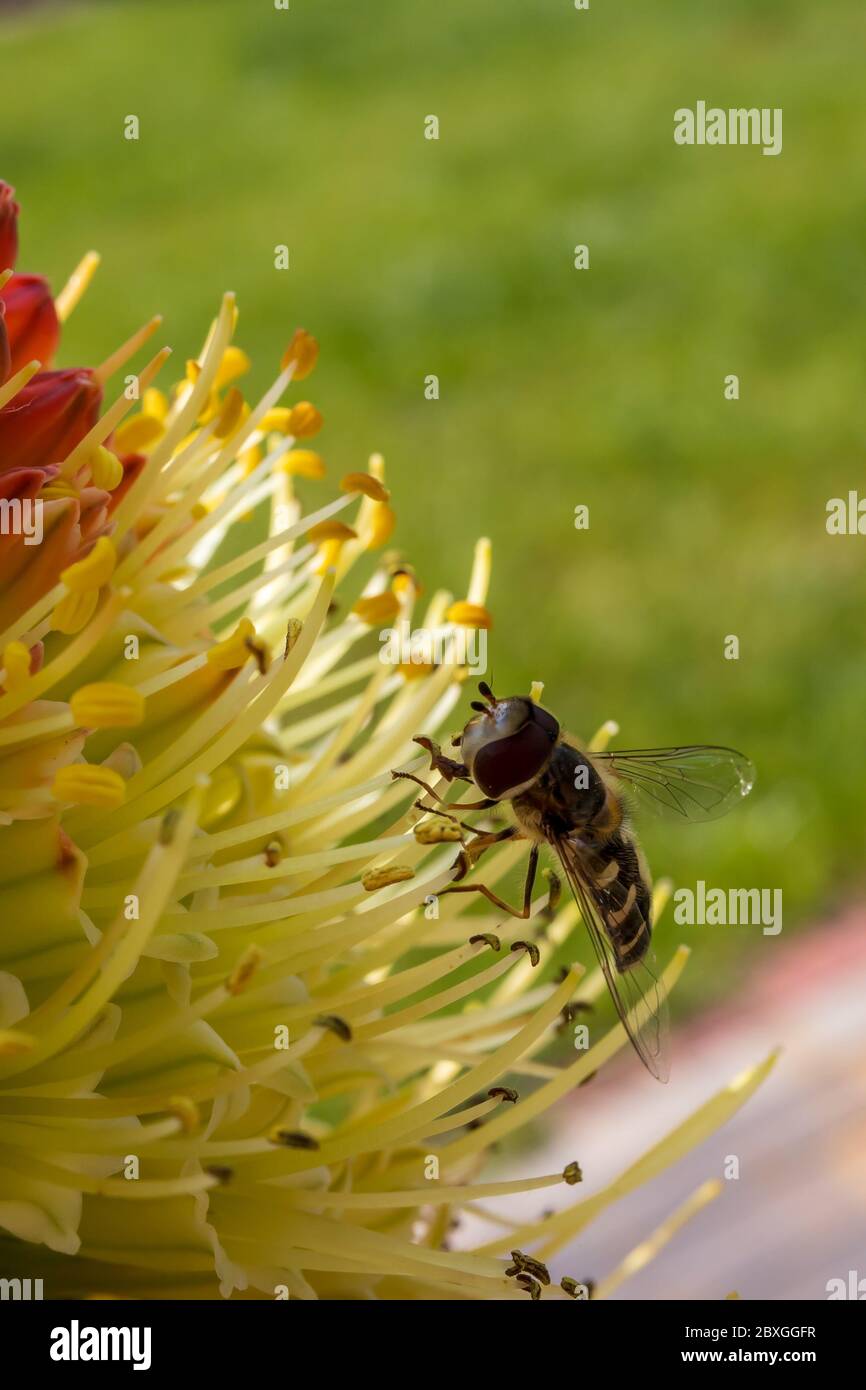 Tiny hoverfly sucks nectar from a rare rocket flower in early cool ...