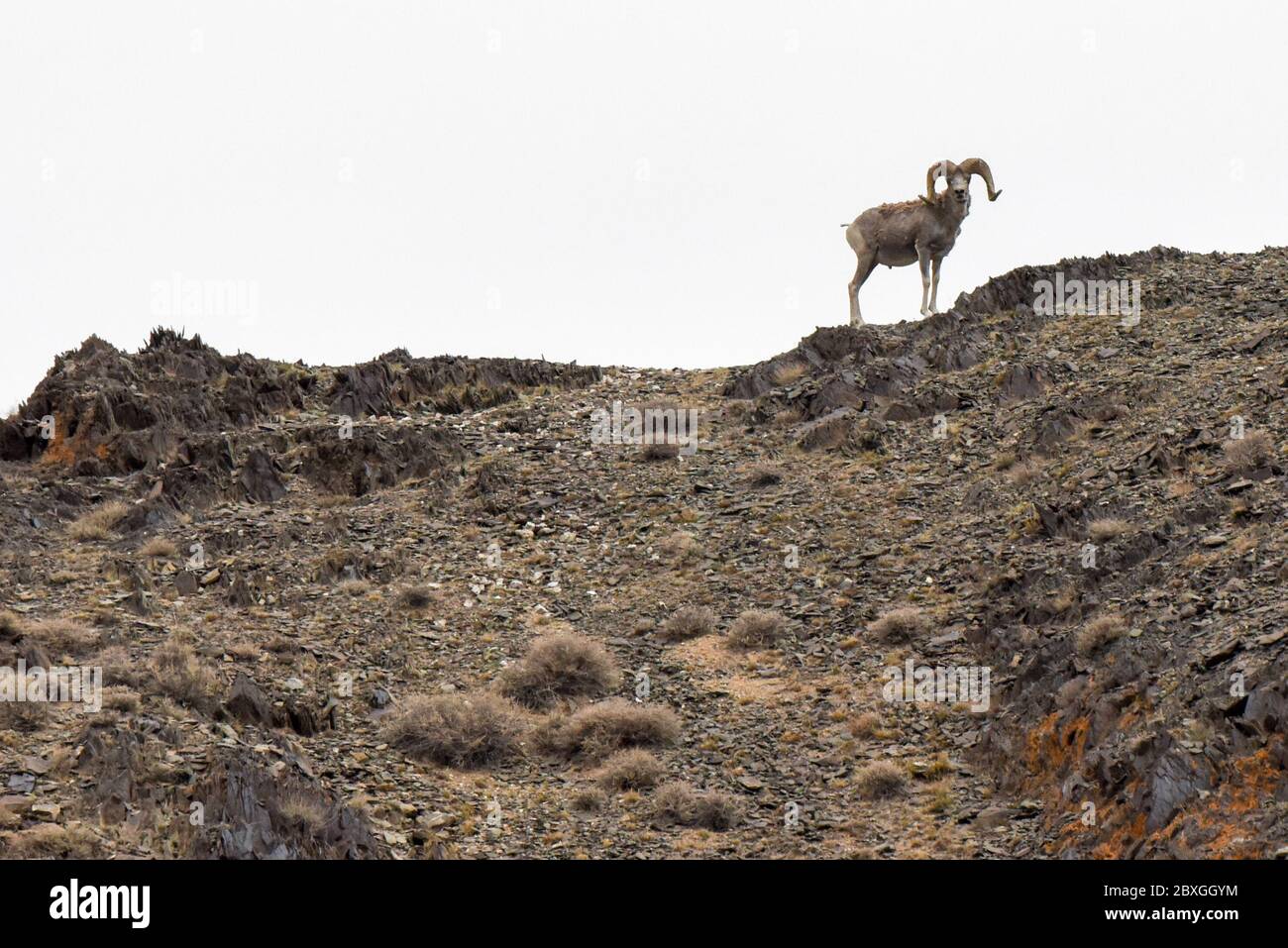 Altay, China's Xinjiang Uygur Autonomous Region. 5th June, 2020. An ...