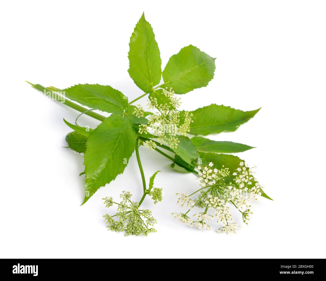 Ground elder hi-res stock photography and images - Alamy