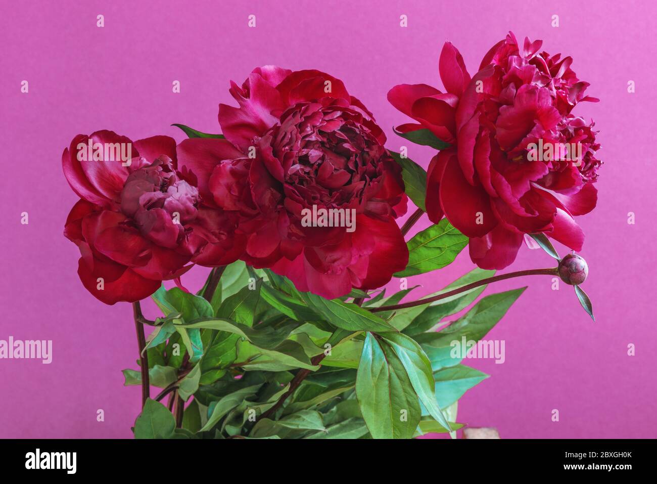 Bright burgundy fresh peonies hi-res stock photography and images - Alamy