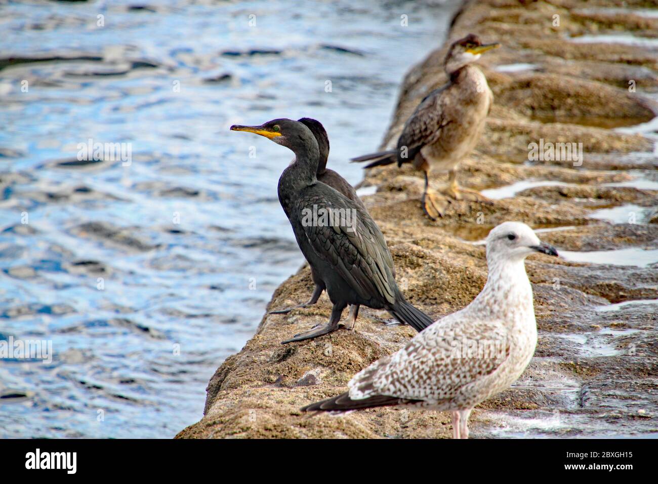 Seagulls and cormorants perch on a brick jetty at Dawlish in Devon ...