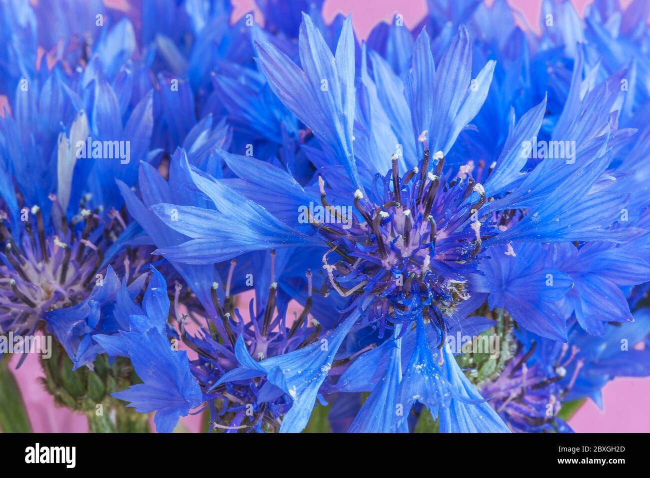 Cornflower Hd Wallpapers Premium Photo | Blue Flower Of Cornflower In
