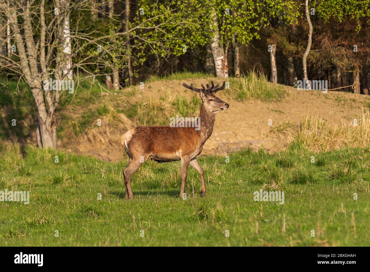 Red deer stag bugling hi-res stock photography and images - Alamy