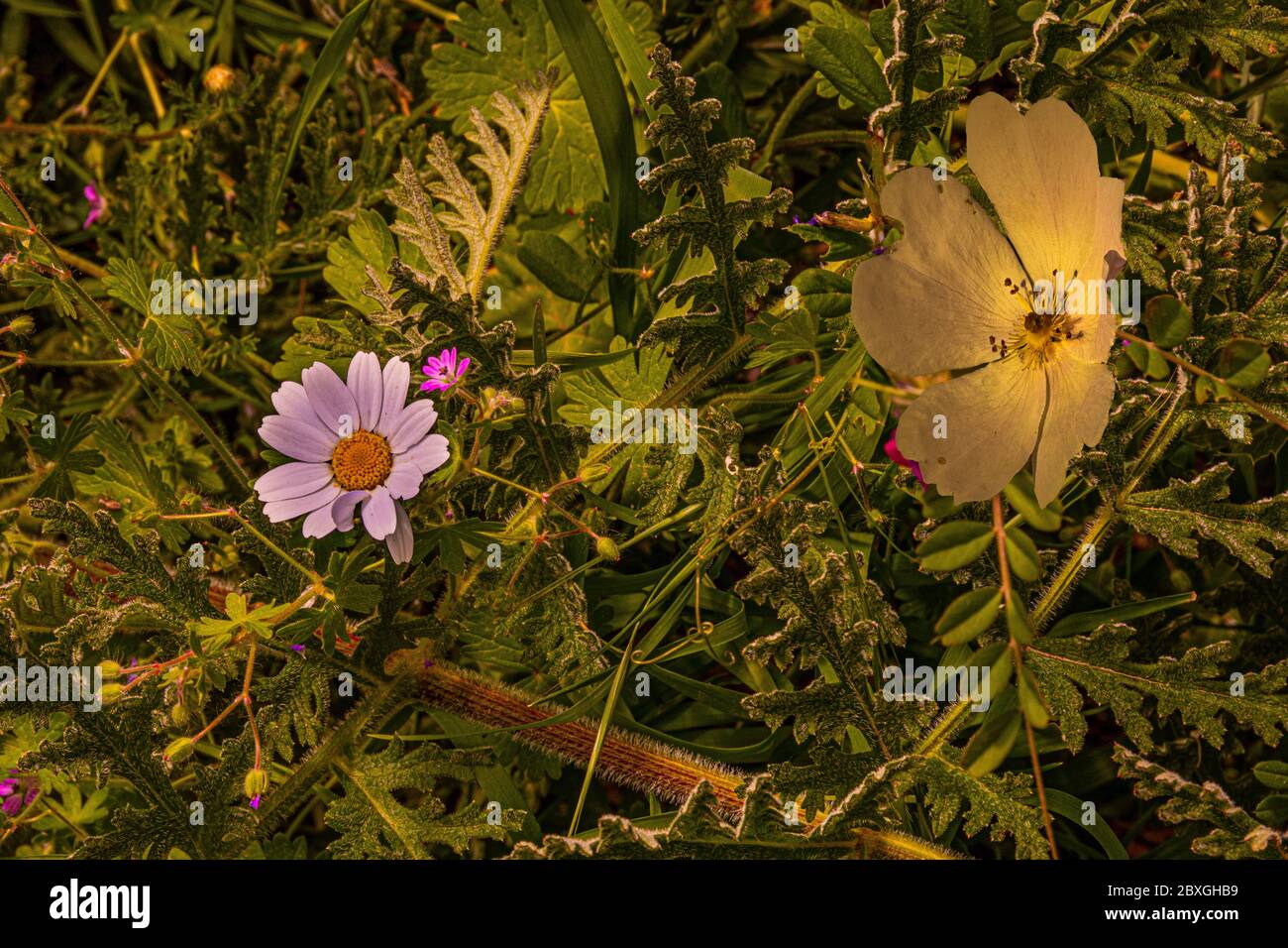 Colorful background of wild flowers and plants in dim light Stock Photo ...