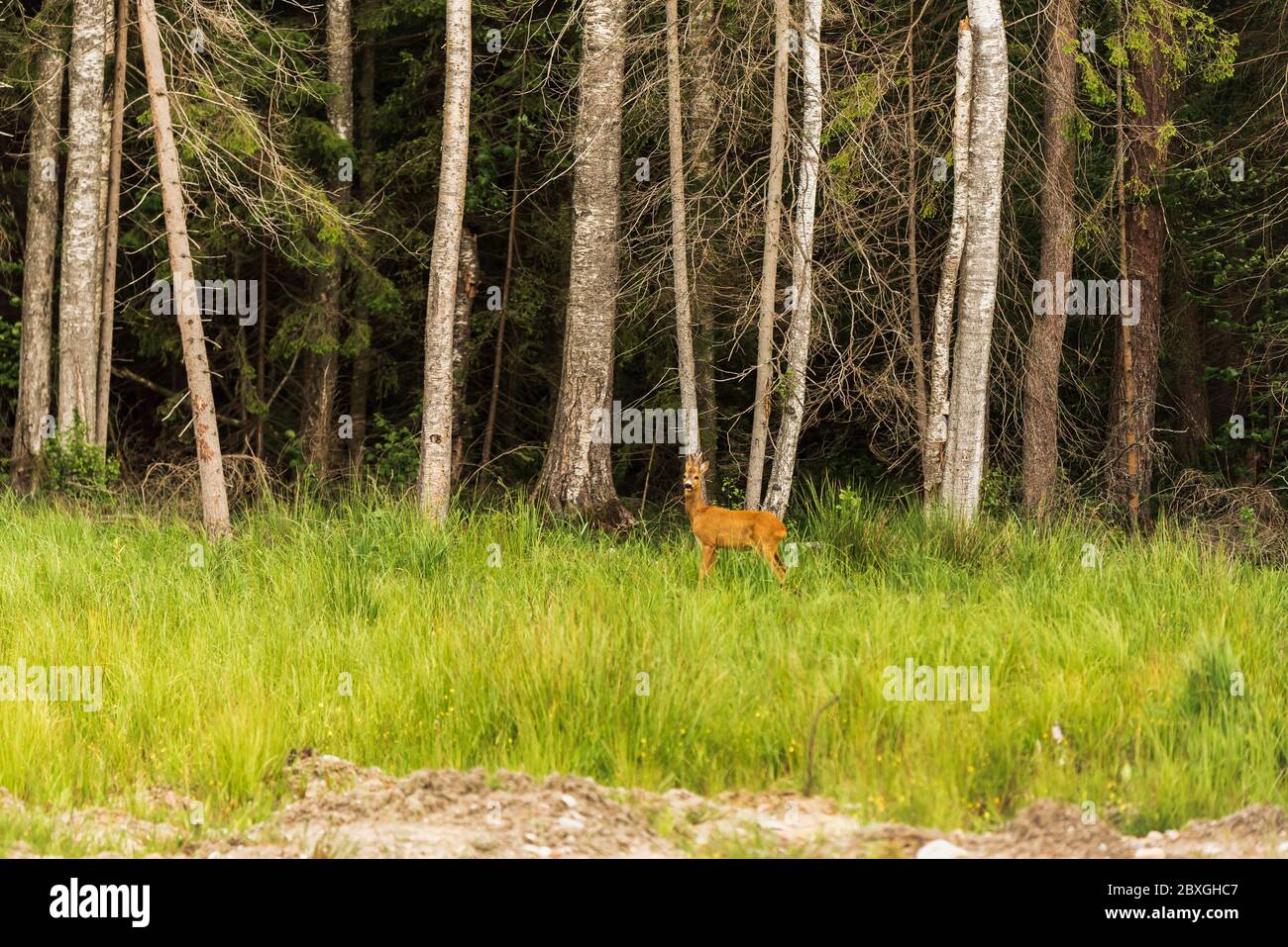 Disappearing animals hi-res stock photography and images - Alamy