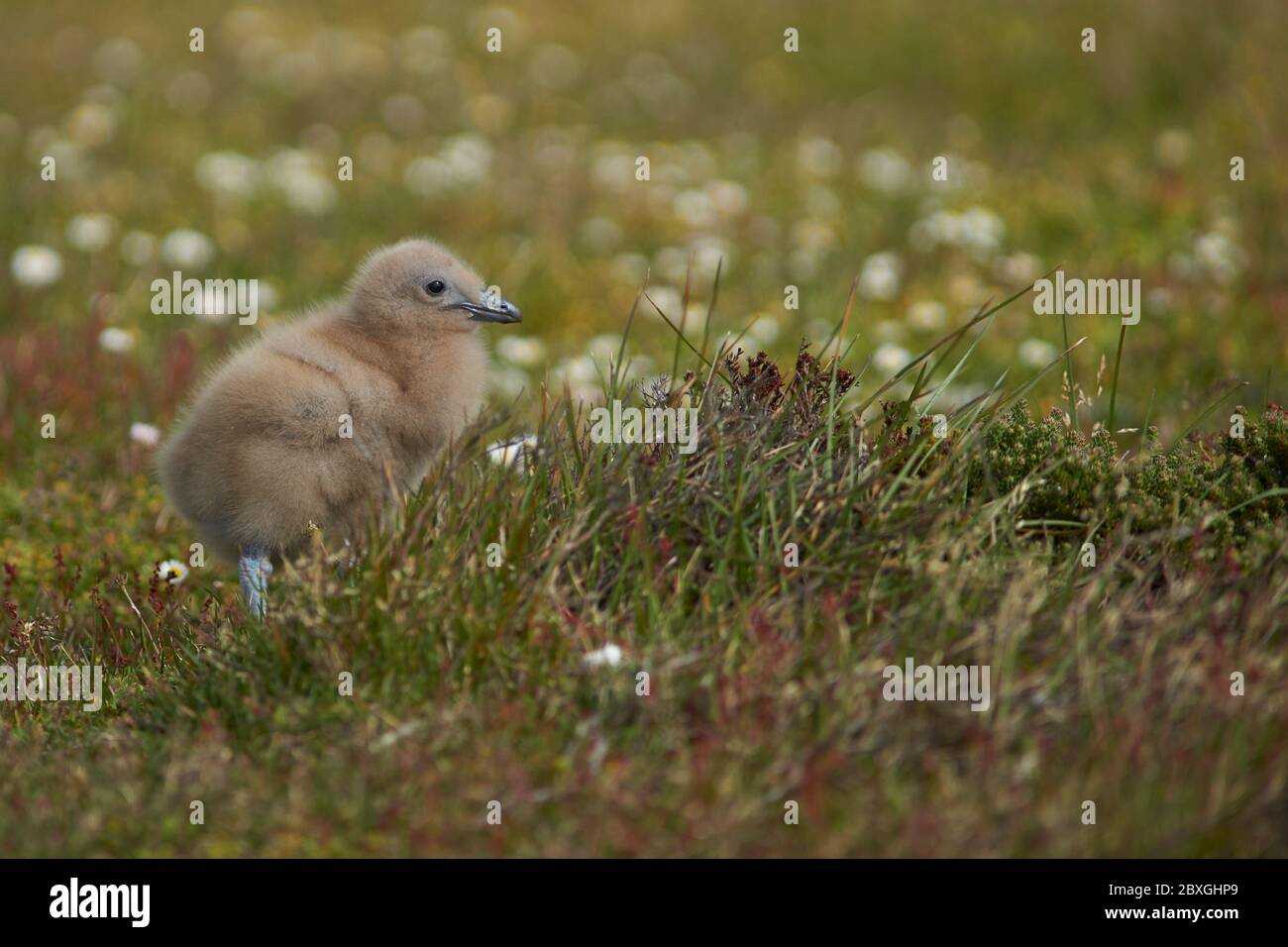 Falkland Skua chick (Catharacta antarctica) in a meadow on Bleaker ...