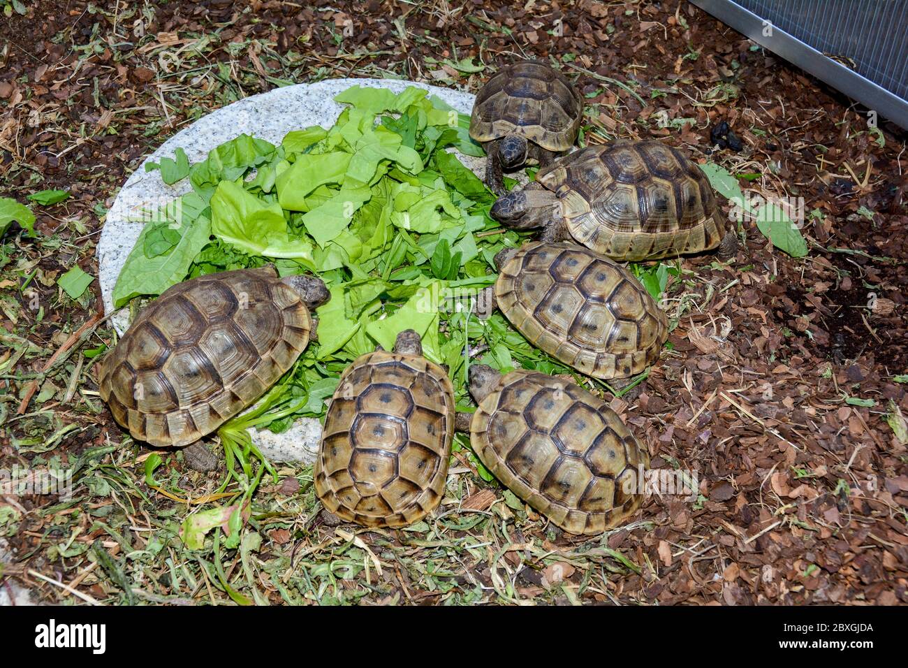 Green turtle babies hi-res stock photography and images - Alamy