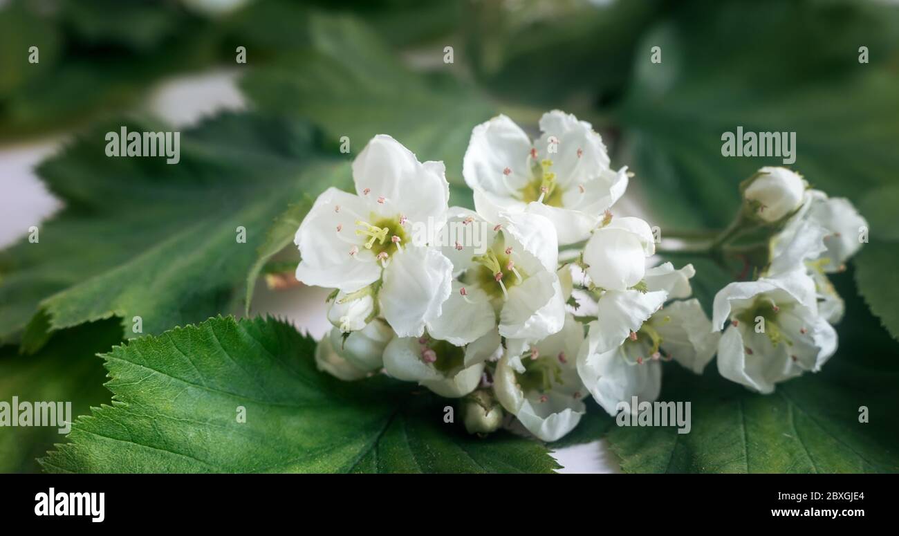 Flowers and leaves of common hawthorn - a medicinal plant Stock Photo ...