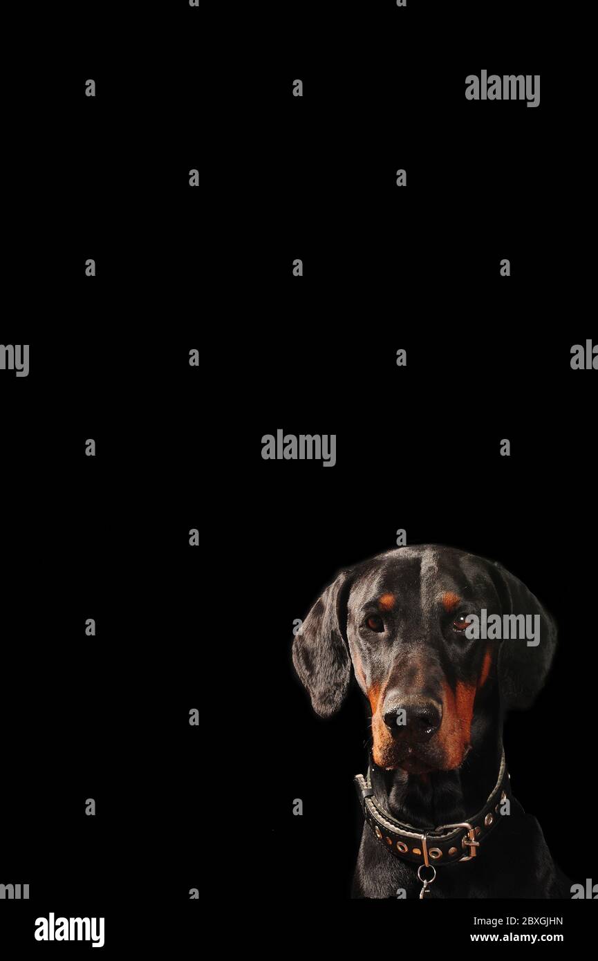 Low key portrait of black doberman pinscher dog. Black background ...