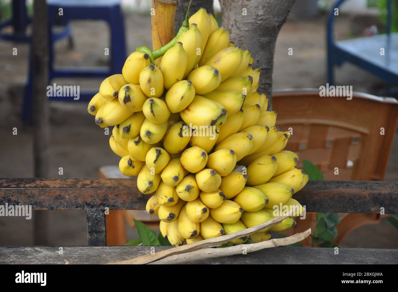 Mini banana tree hi-res stock photography and images - Alamy