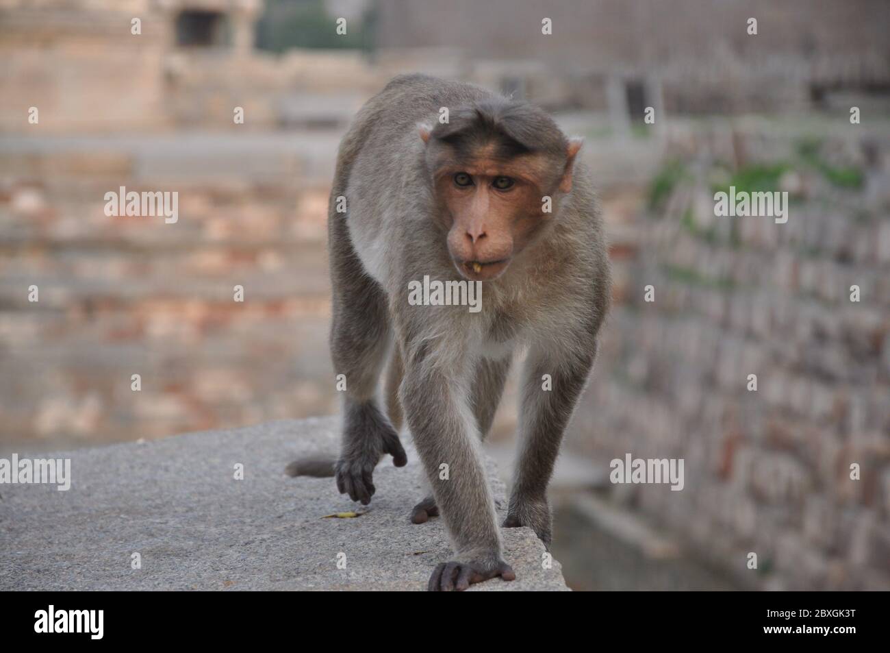 Walking monkey hi-res stock photography and images - Alamy