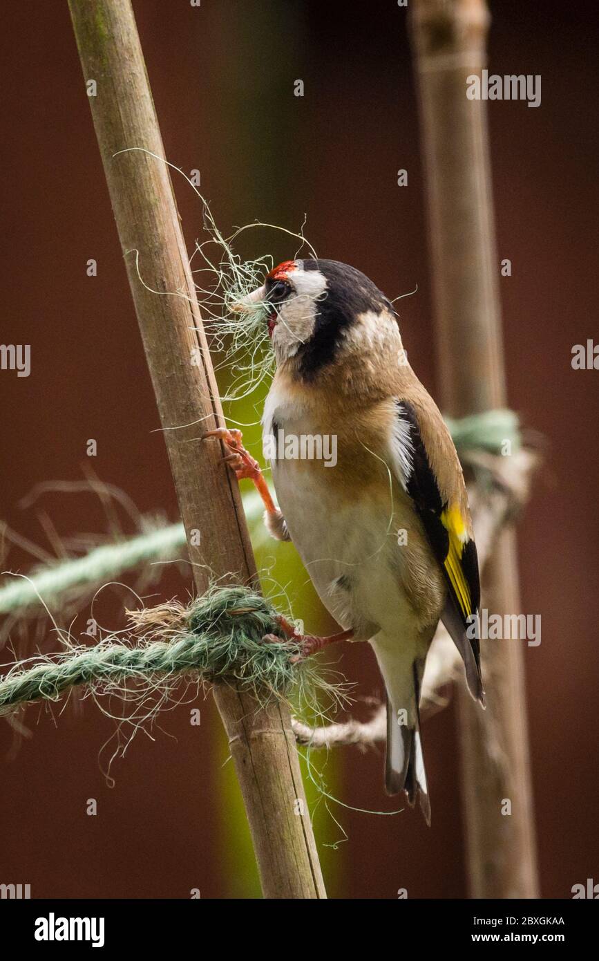 Goldfinch uk egg hi-res stock photography and images - Alamy