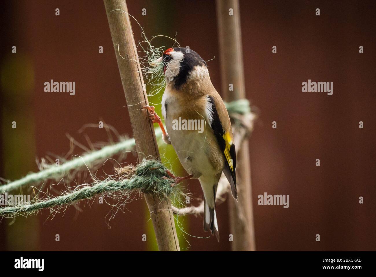 Hatching in progress hi-res stock photography and images - Alamy