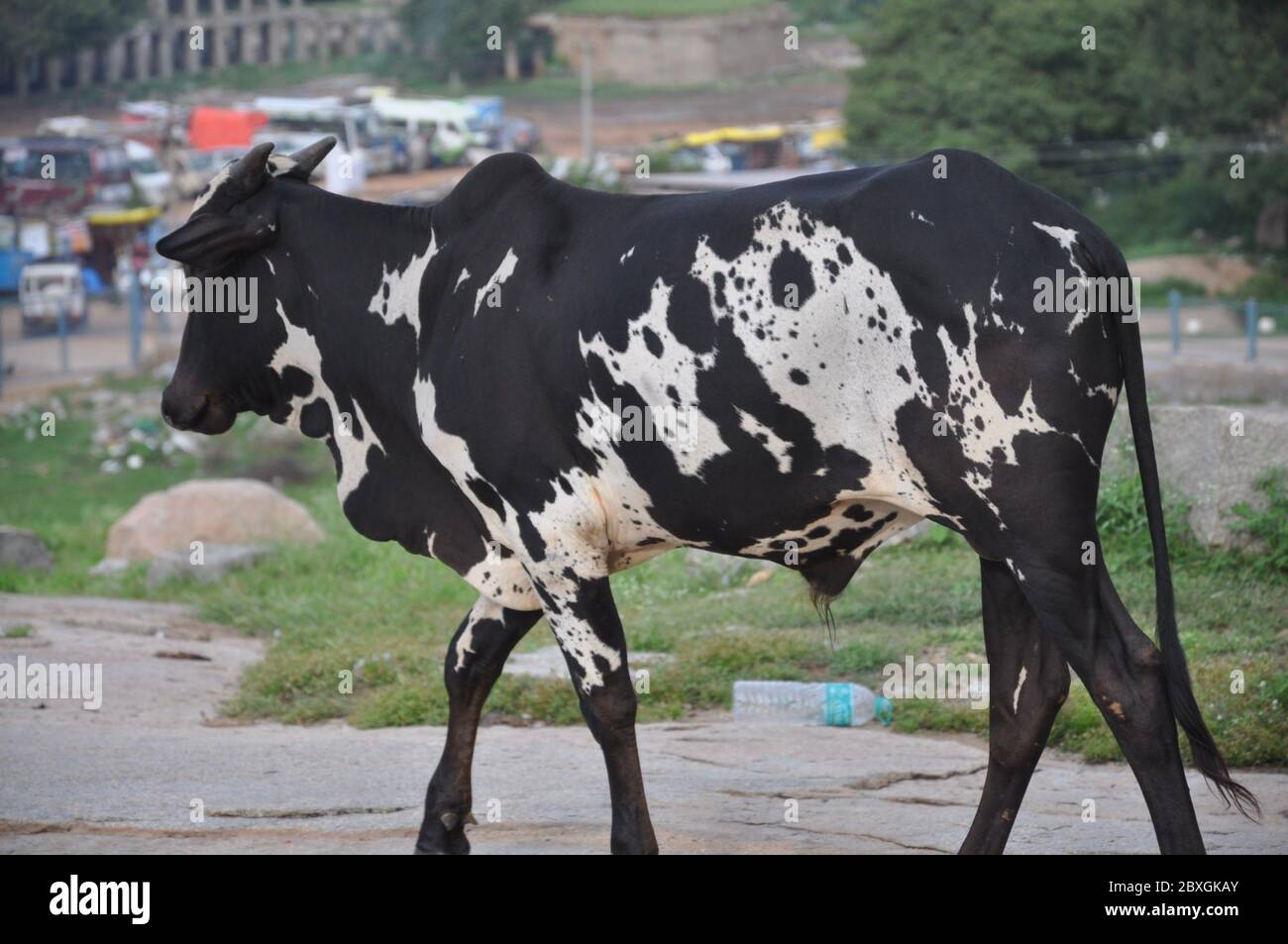 Indian cow hi-res stock photography and images - Alamy