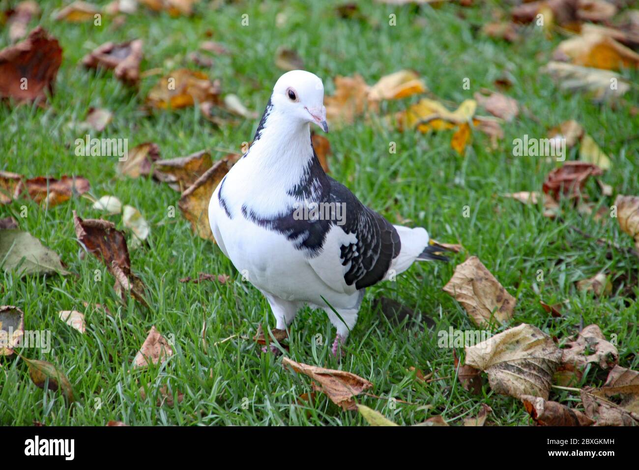 Grey and white dove walks among the falling autumn leaves Stock Photo ...