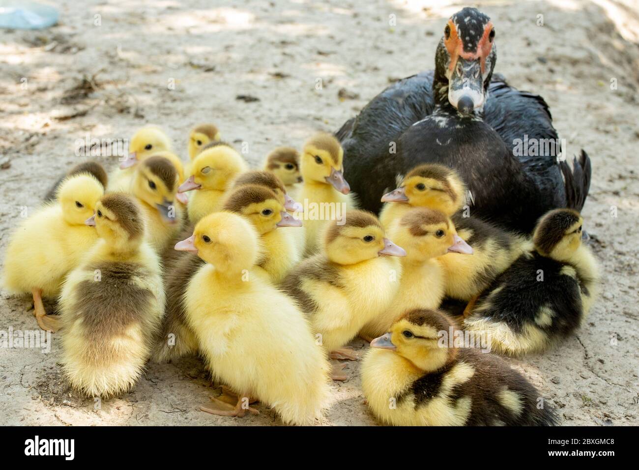Ducklings Following Mother Duck High Resolution Stock Photography and ...